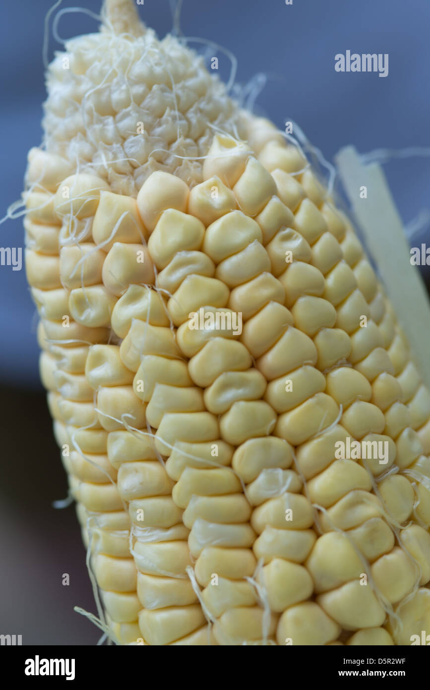 Sustainable farming chile green hi-res stock photography and images - Alamy