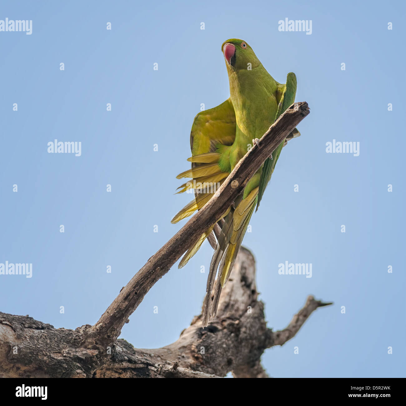 Rose-ringed Parakeet, perched on tree branch, displaying stretching ...