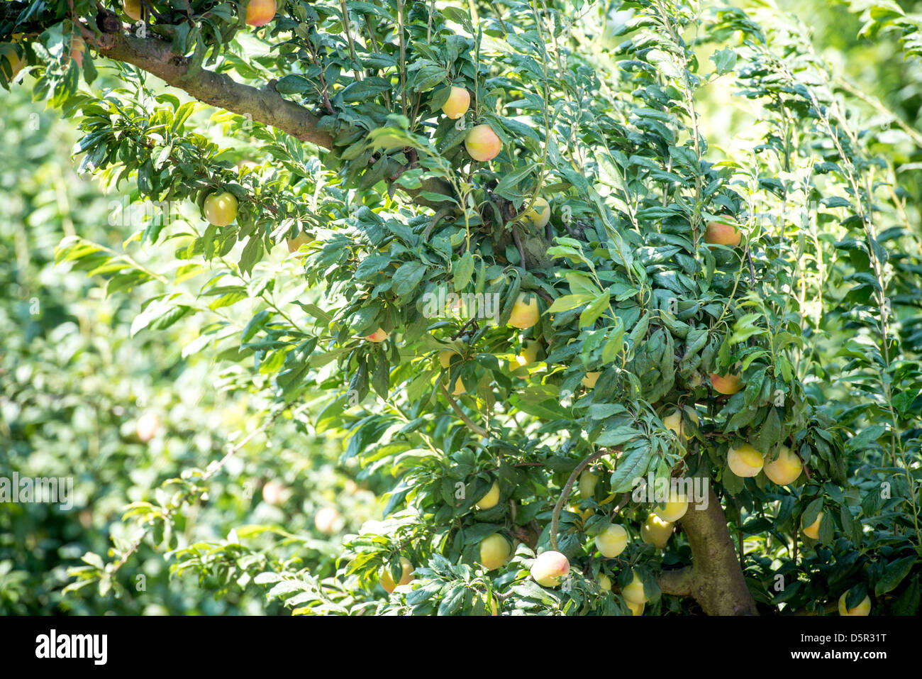 Plum tree farm hi-res stock photography and images - Alamy