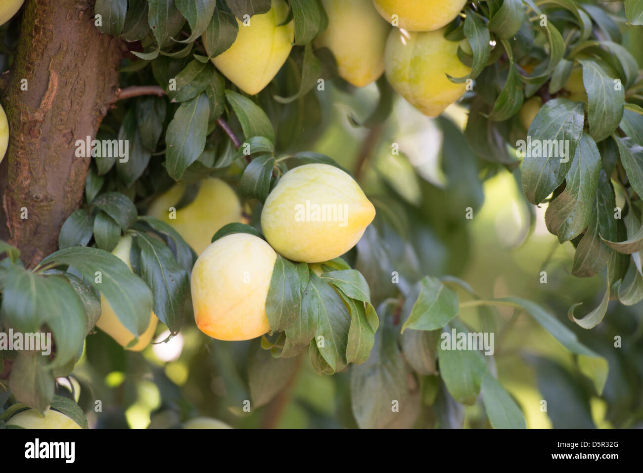 Fruit trees on produce farm in the Curacavi Valley in Chile Stock Photo ...
