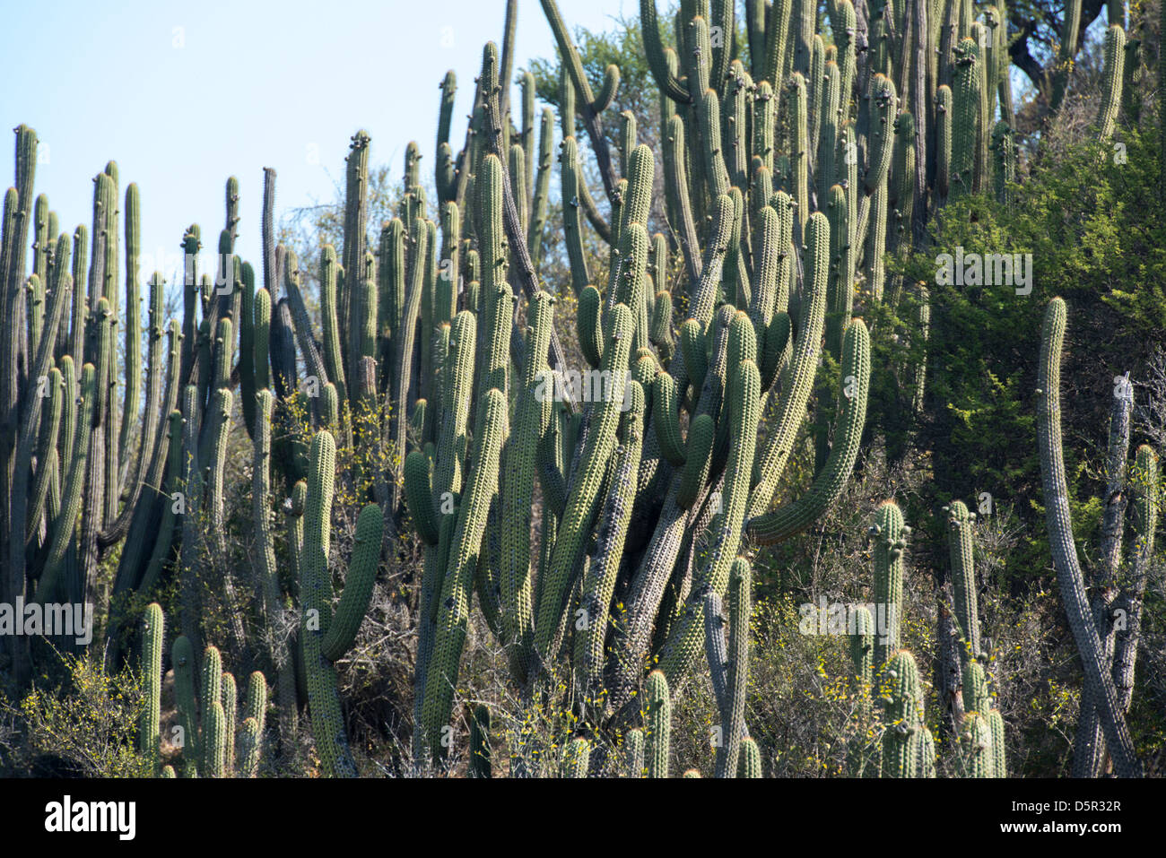 Cactus cacti chile hi-res stock photography and images - Alamy
