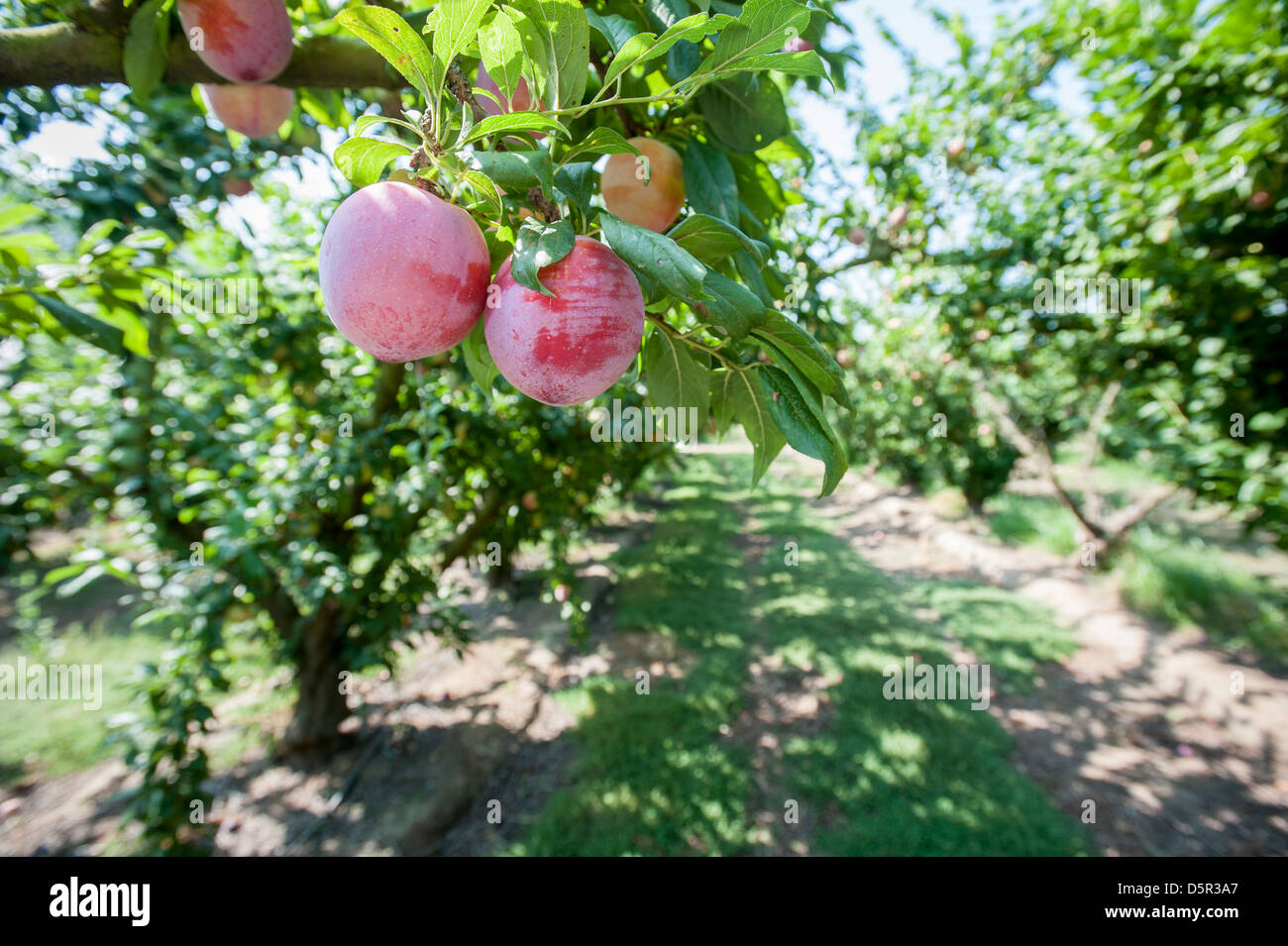 Fruit trees on produce farm in the Curacavi Valley in Chile Stock Photo ...