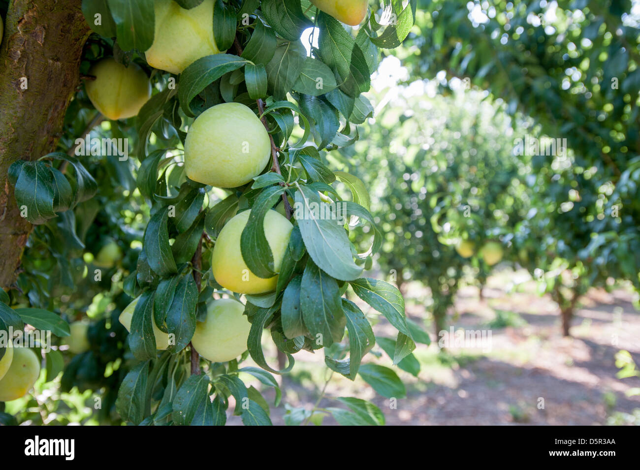 Growing produce trees hi-res stock photography and images - Alamy