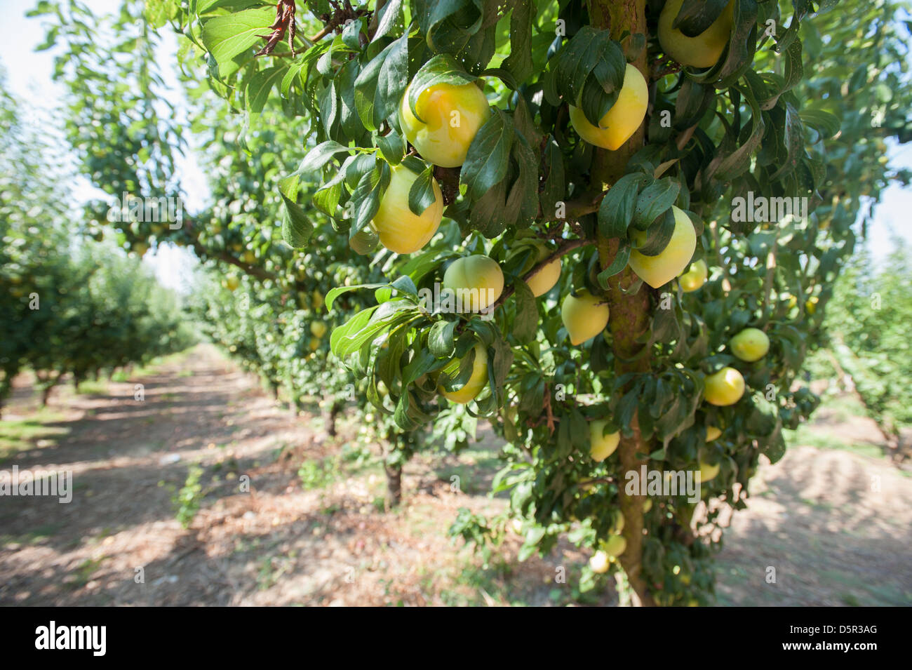 Fruit trees on produce farm in the Curacavi Valley in Chile Stock Photo ...