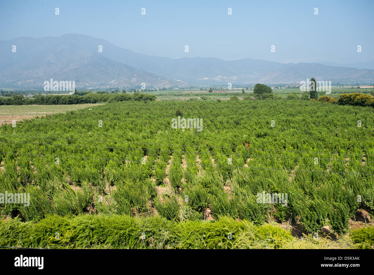Fruit trees on produce farm in the Curacavi Valley in Chile Stock Photo ...