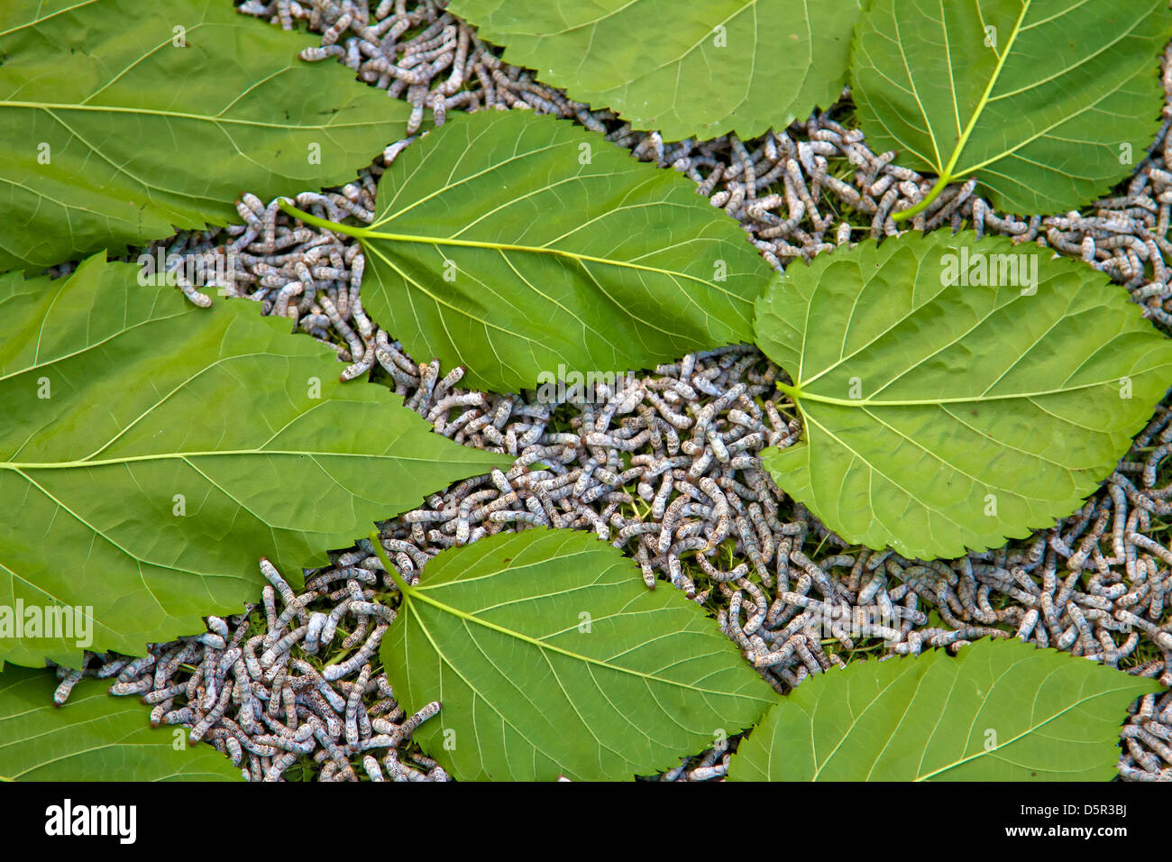 Mulberry silkworm moth hi-res stock photography and images - Alamy