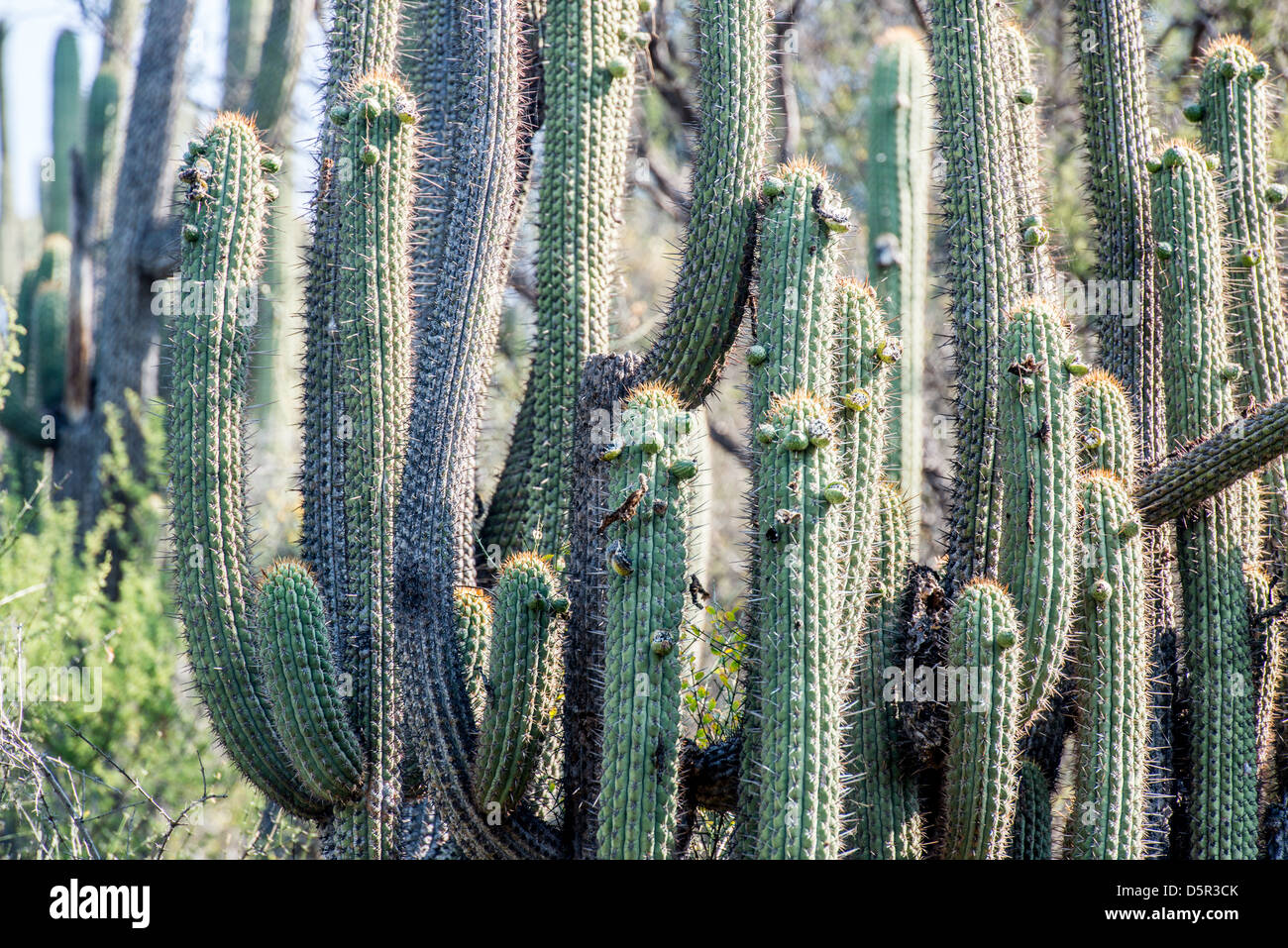 Curacavi valley hi-res stock photography and images - Alamy