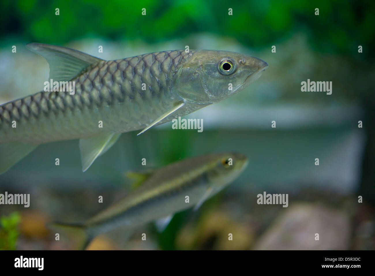 Hobbies tropical fish aquarium hi-res stock photography and images - Alamy