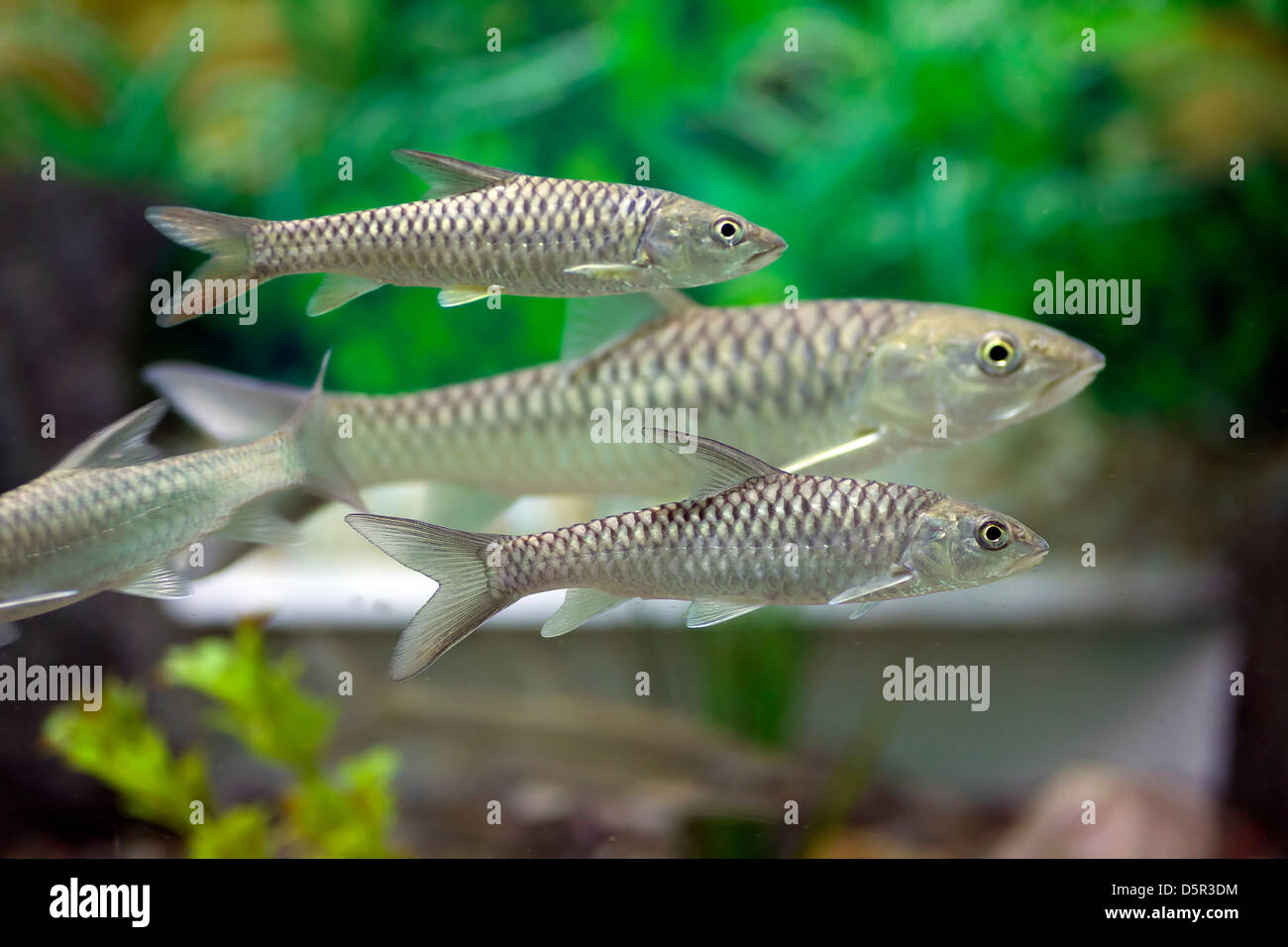 Hobbies tropical fish aquarium hi-res stock photography and images - Alamy