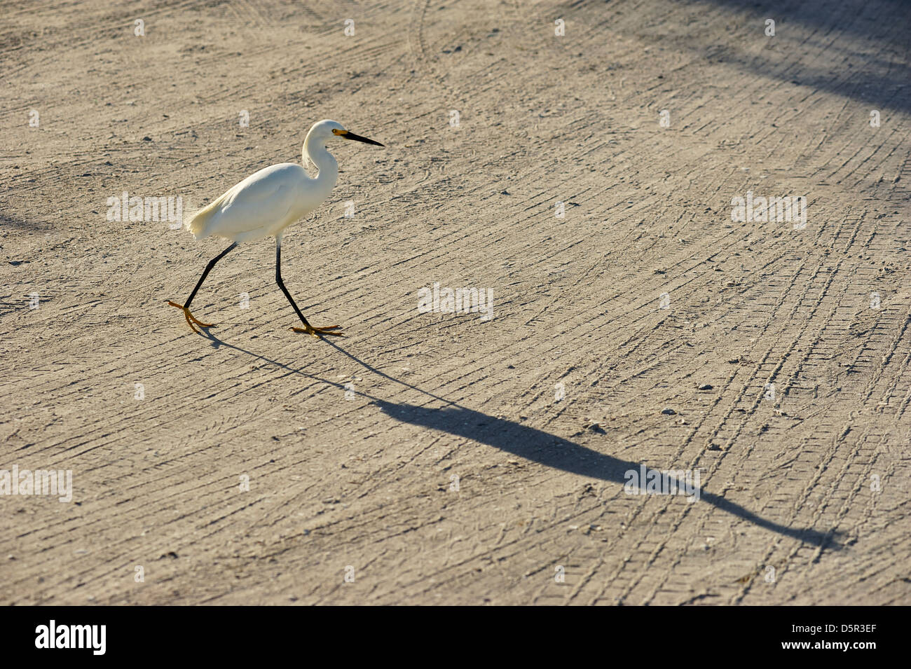 snowy egret walks across the sand Stock Photo - Alamy