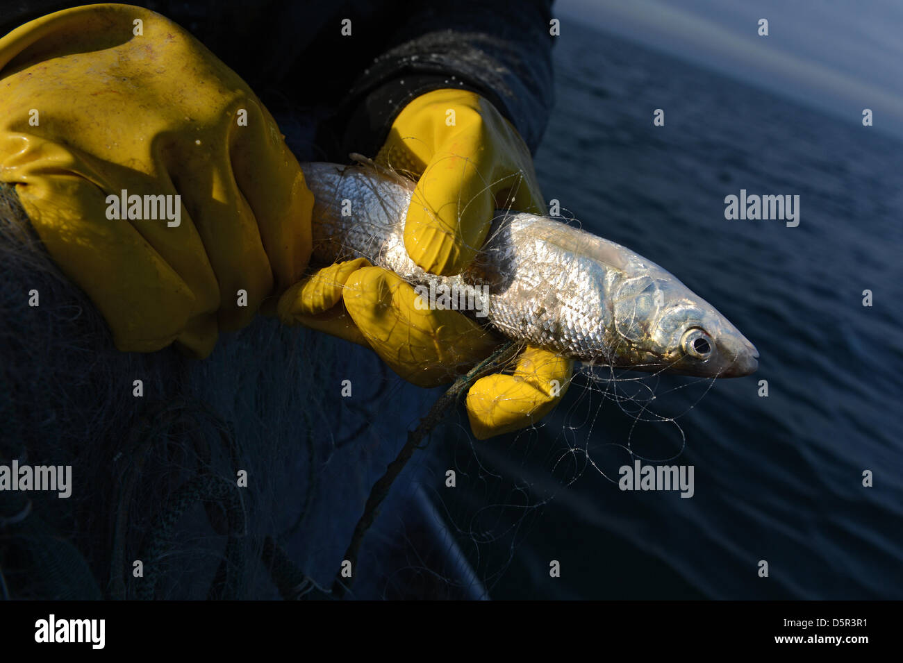A fishman holds a perch in his hand in Friedrichshafen on the Lake ...