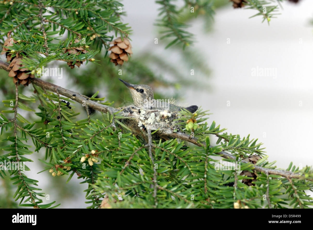 Young Hummingbird in a nest Stock Photo - Alamy