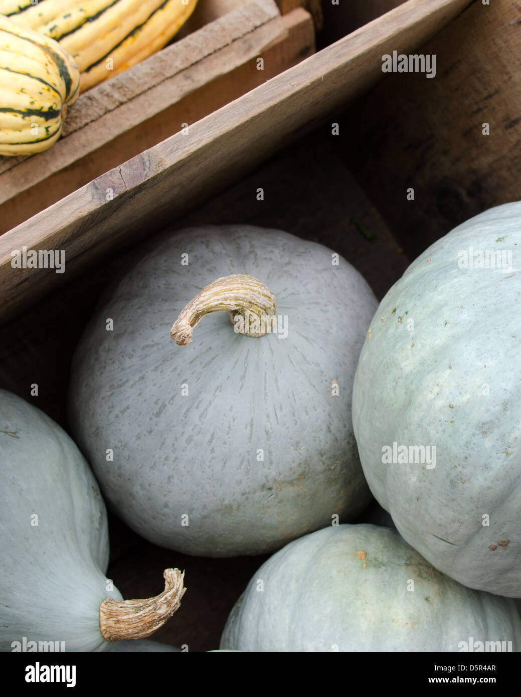 A heritage variety of blue squash in a wooden crate near yellow squash ...