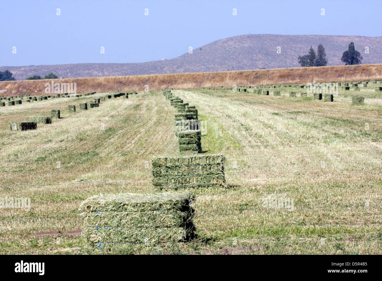Bales of Hay in a row in a field Stock Photo - Alamy