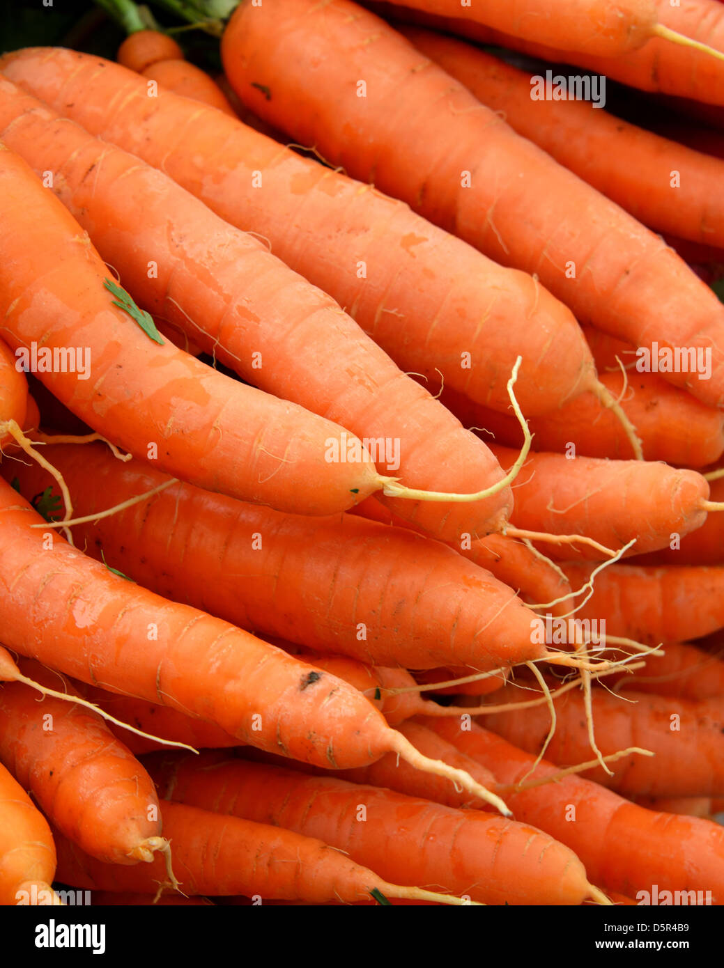Carrot roots ground hi-res stock photography and images - Alamy