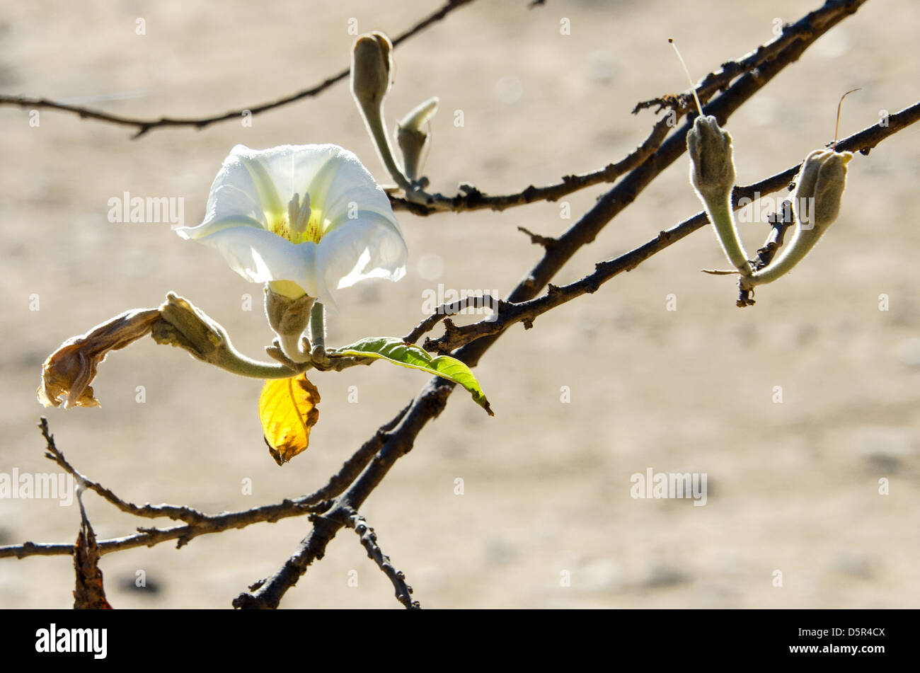Ipomoea muruco hi-res stock photography and images - Alamy