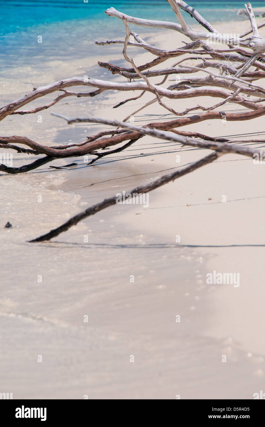 Mud water tree roots hi-res stock photography and images - Alamy