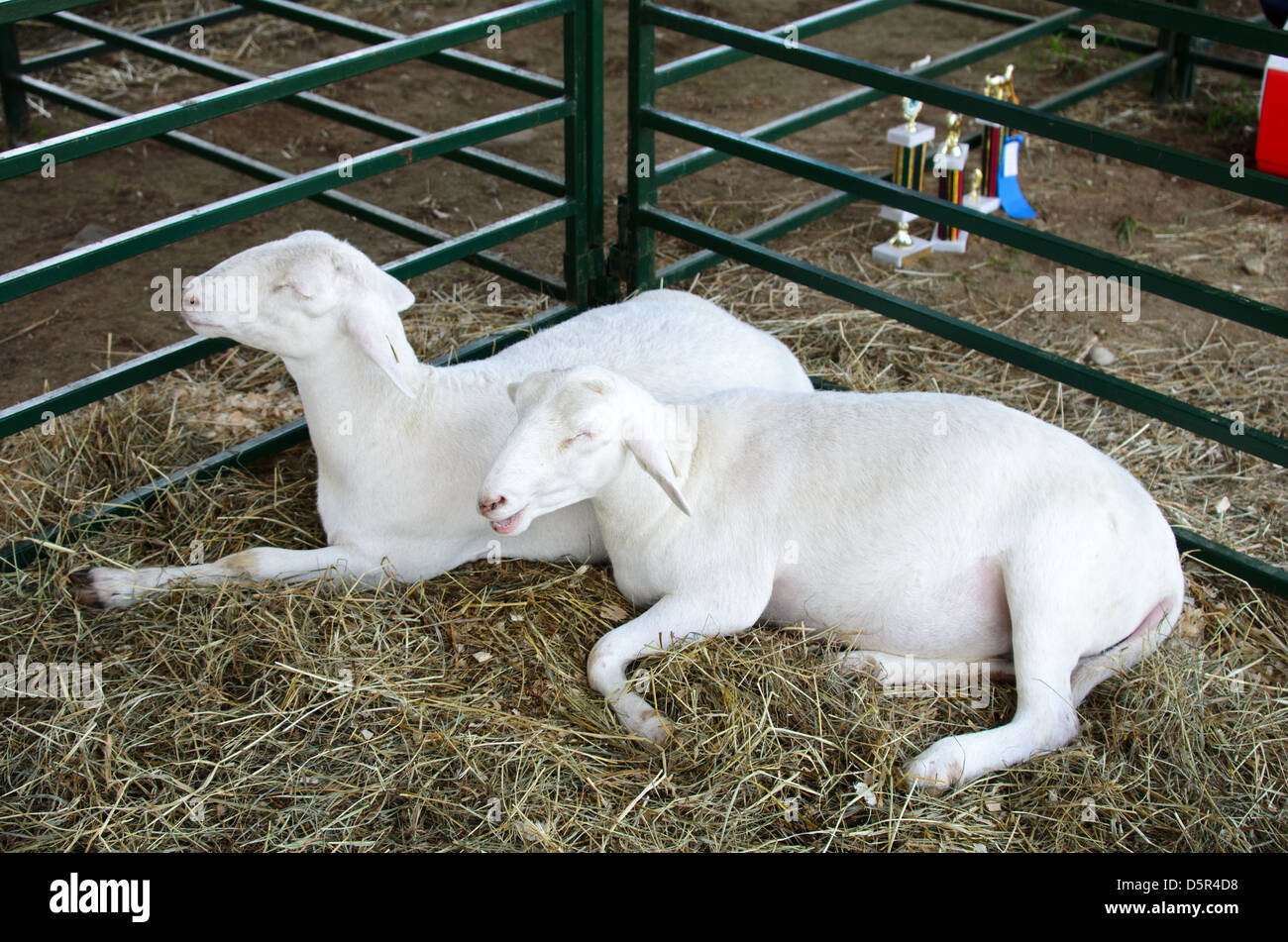 Two goats nap next trophies hi-res stock photography and images - Alamy