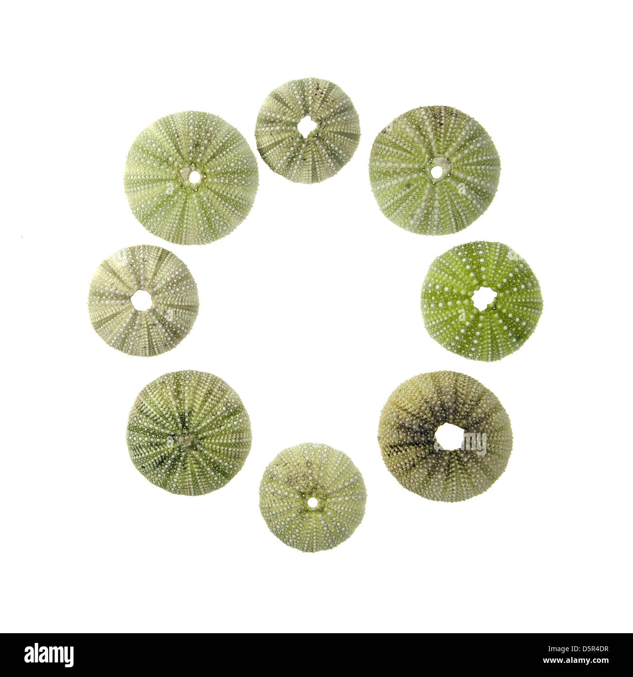 Eight Green Sea Urchin shells in a circle (Strongylocentrotus ...