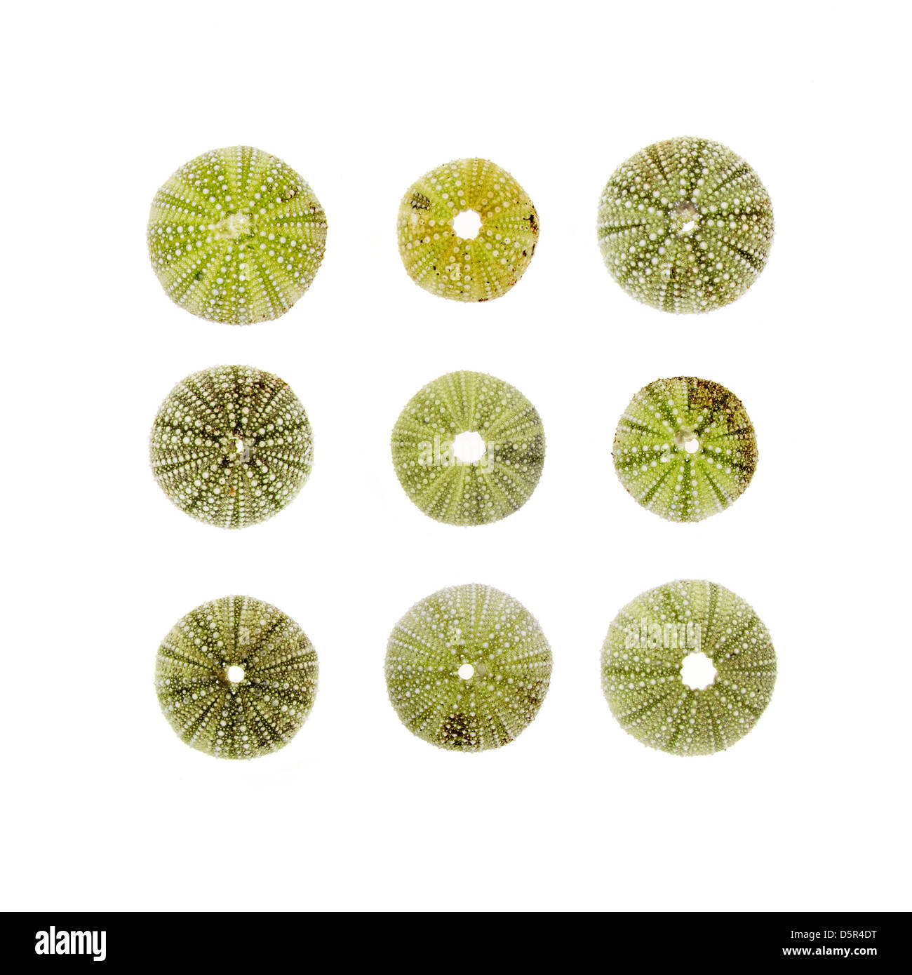 Nine Green Sea Urchin shells (Strongylocentrotus drobachiensis), Bar ...