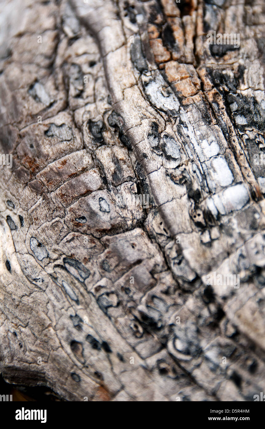 Wave-worn bark of a tree on the shore, Blue Hill, Maine Stock Photo - Alamy