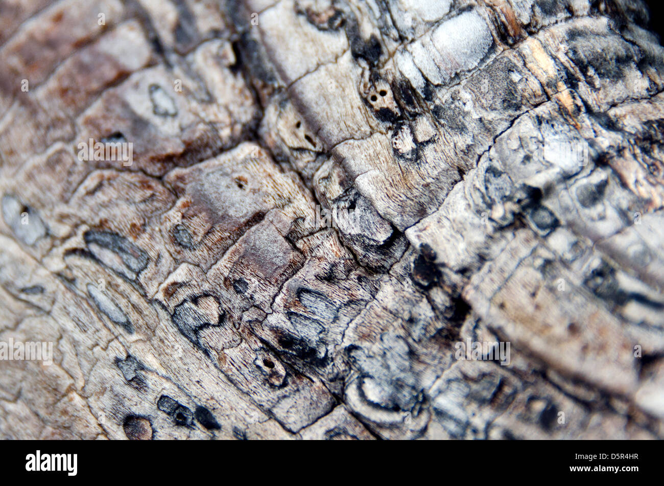 Wave-worn bark of a tree on the shoreline, Blue Hill, Maine Stock Photo ...