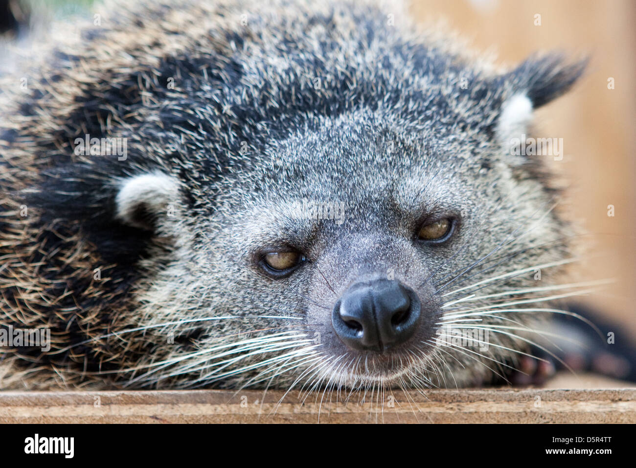 Palawan bear cat in sabang hi-res stock photography and images - Alamy