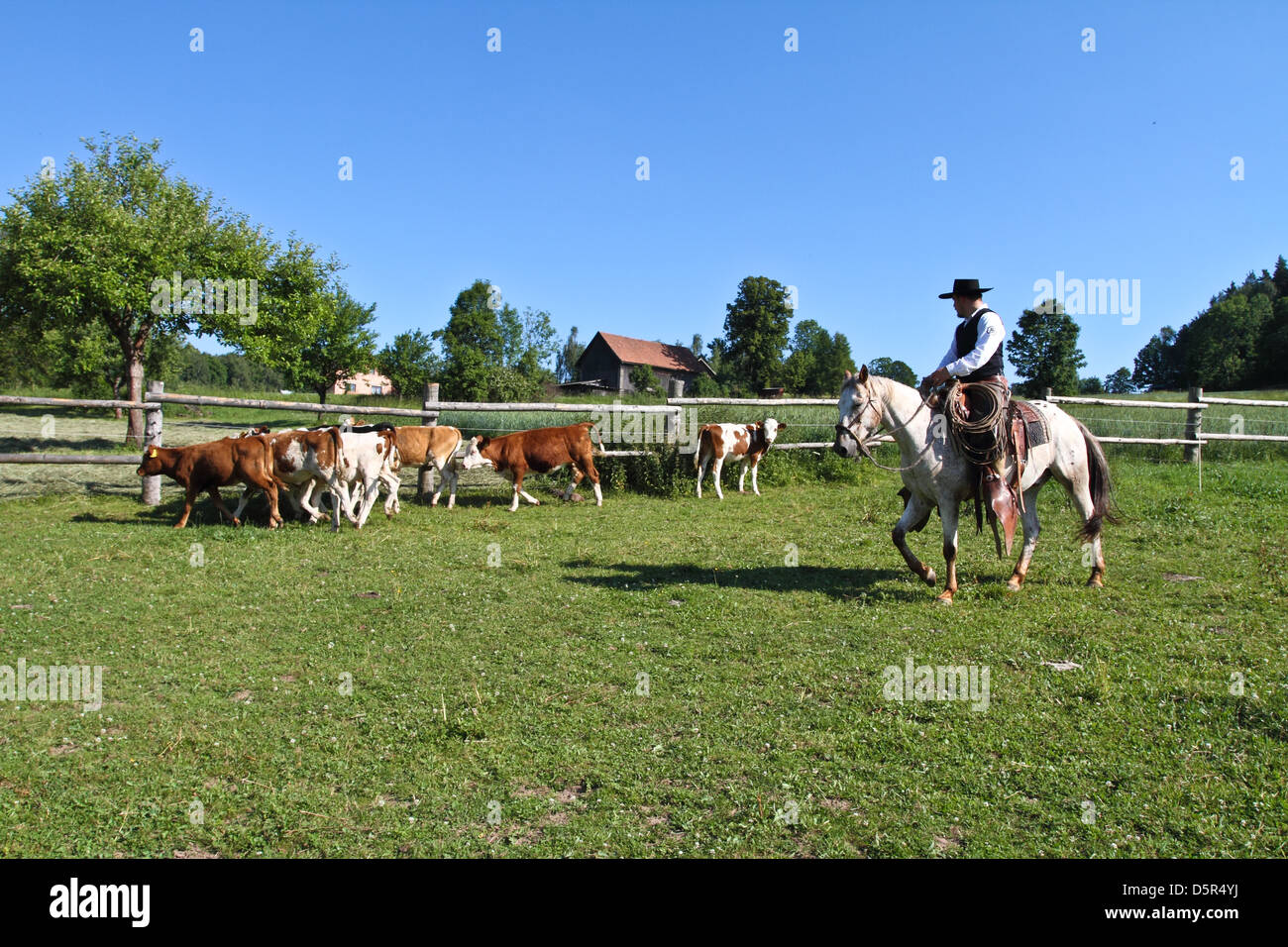 Cowboy with cows hi-res stock photography and images - Alamy