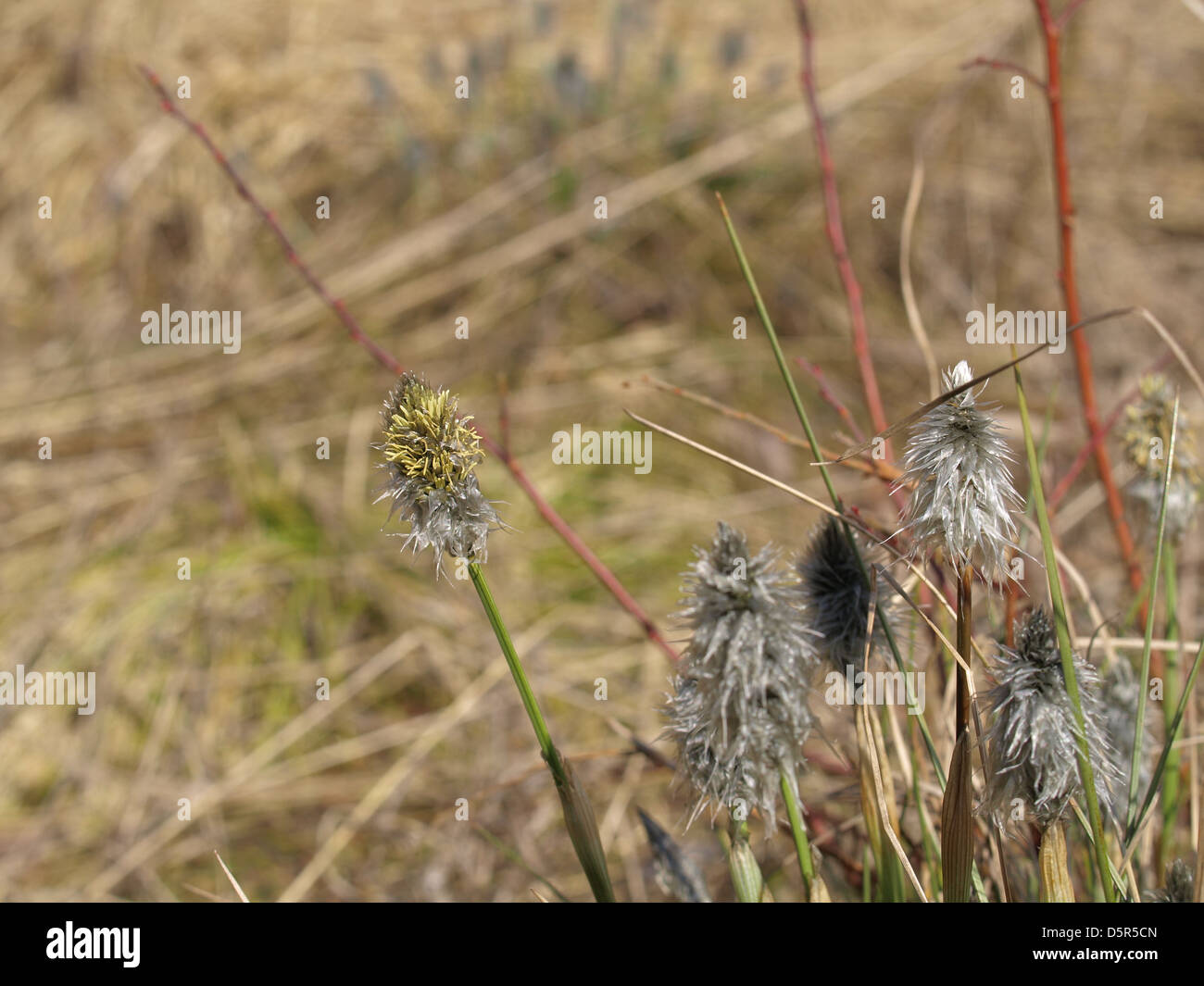 Hare tail cottongrass hi-res stock photography and images - Alamy