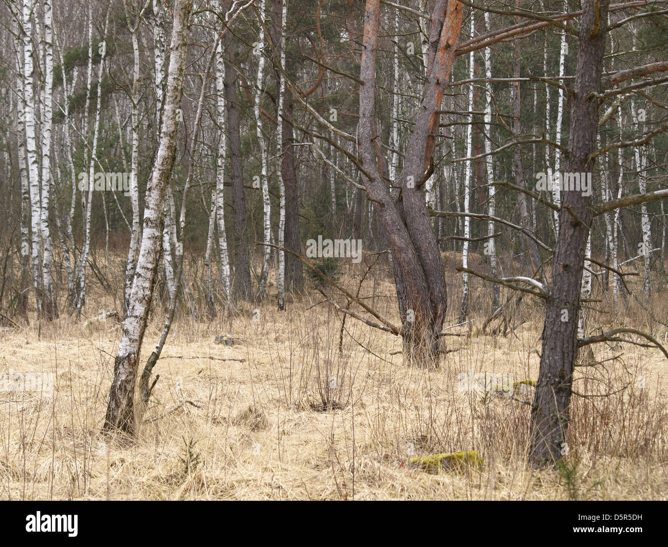 Wetland moor hi-res stock photography and images - Alamy