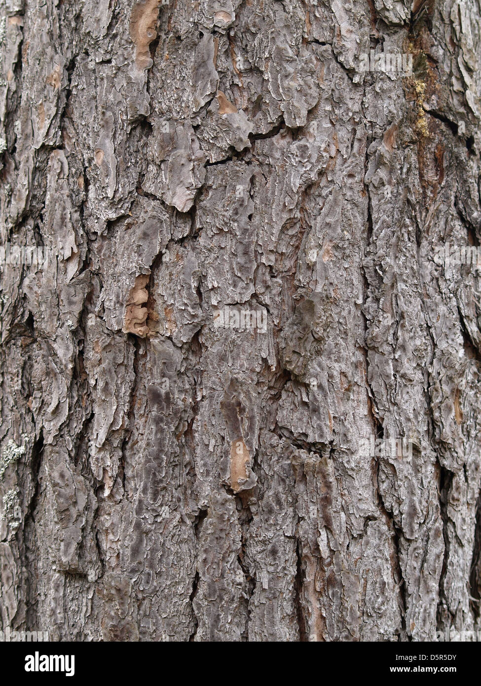 Pine wood bark hi-res stock photography and images - Alamy
