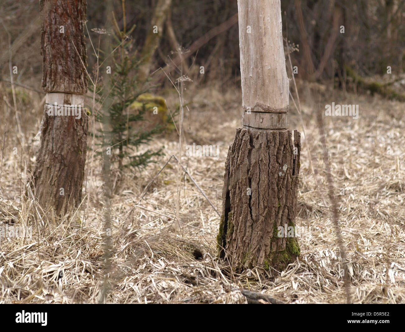Poplar tree ring hi-res stock photography and images - Alamy