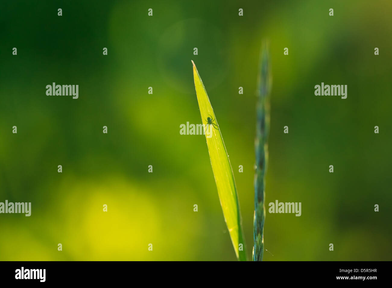 A crippled small spider silhouetted against a blade of grass Stock ...