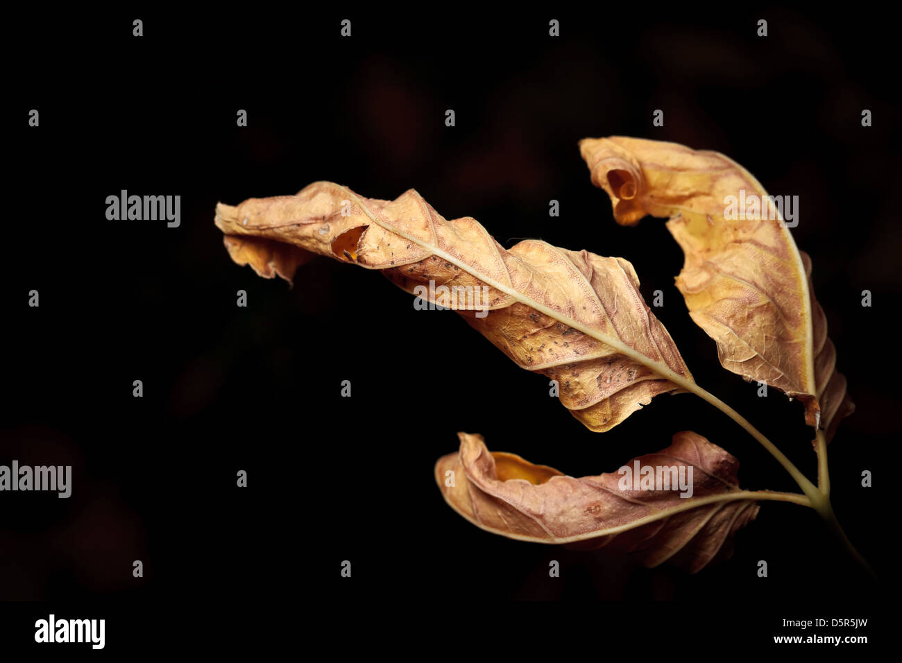 Withered leaves in autumn Stock Photo - Alamy