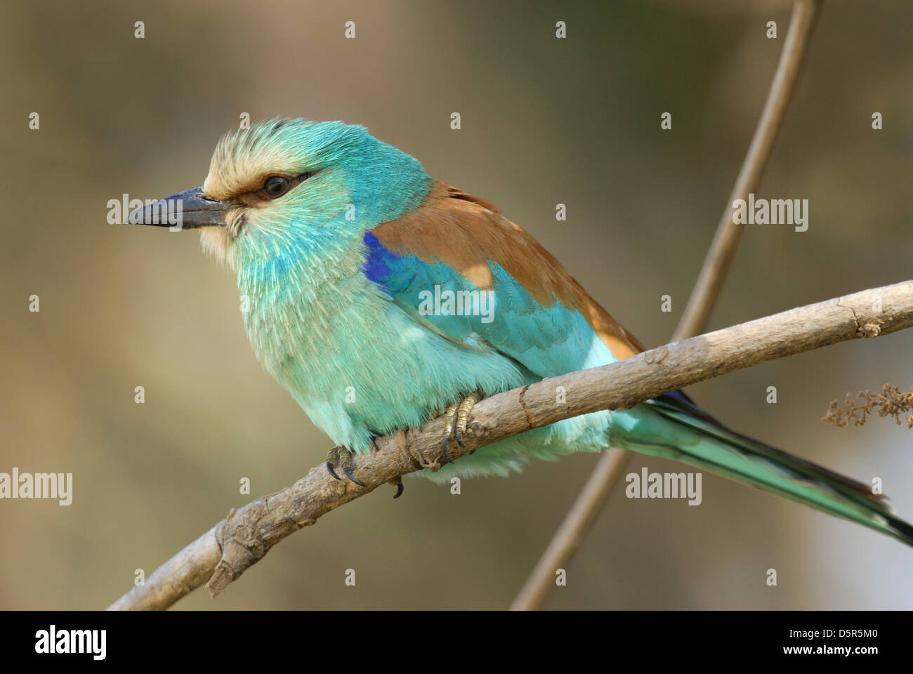 Abyssinian Roller (Coracias abyssinica) in The Gambia, Africa Stock ...