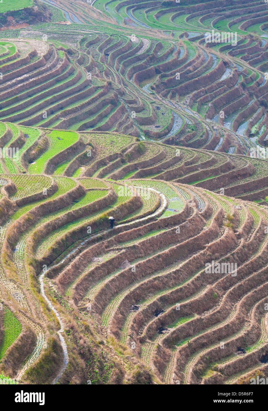 Longji rice terraces ping hi-res stock photography and images - Alamy
