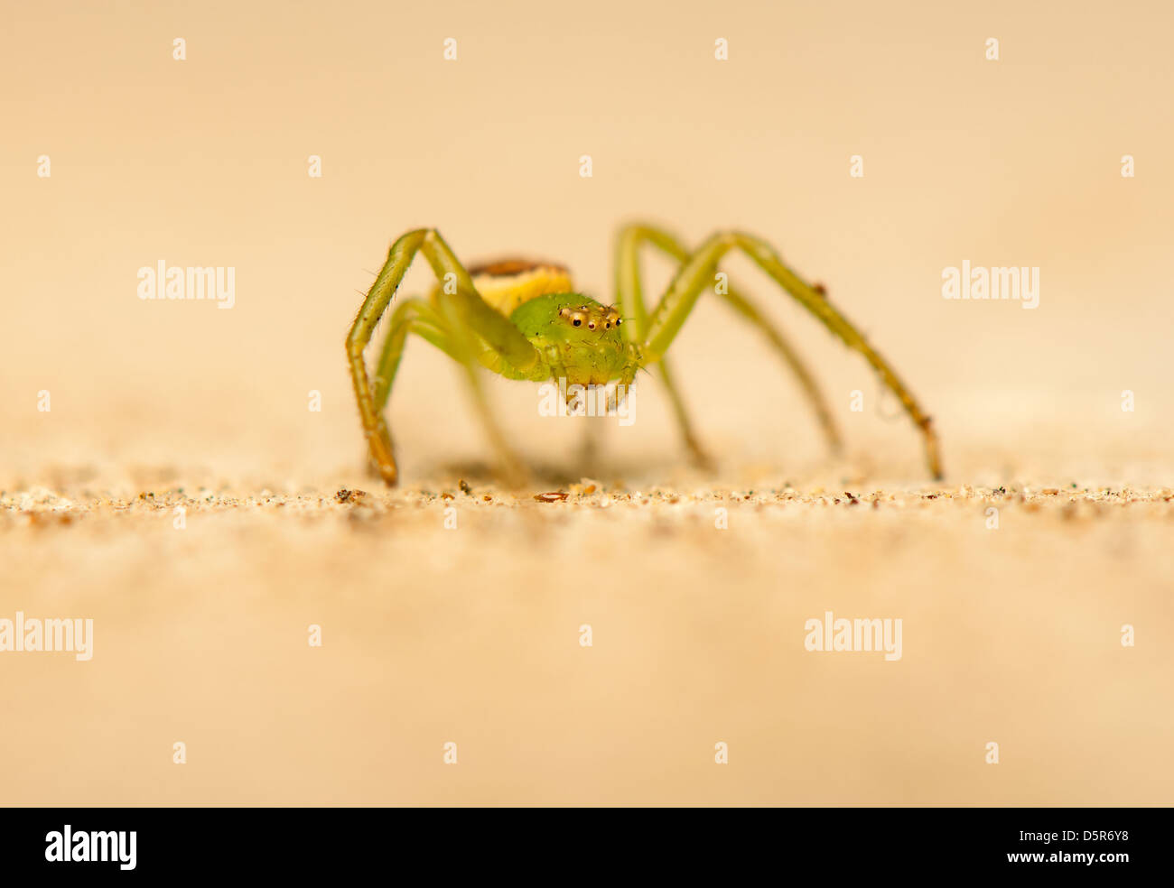 Diaea Dorsata High Resolution Stock Photography and Images - Alamy