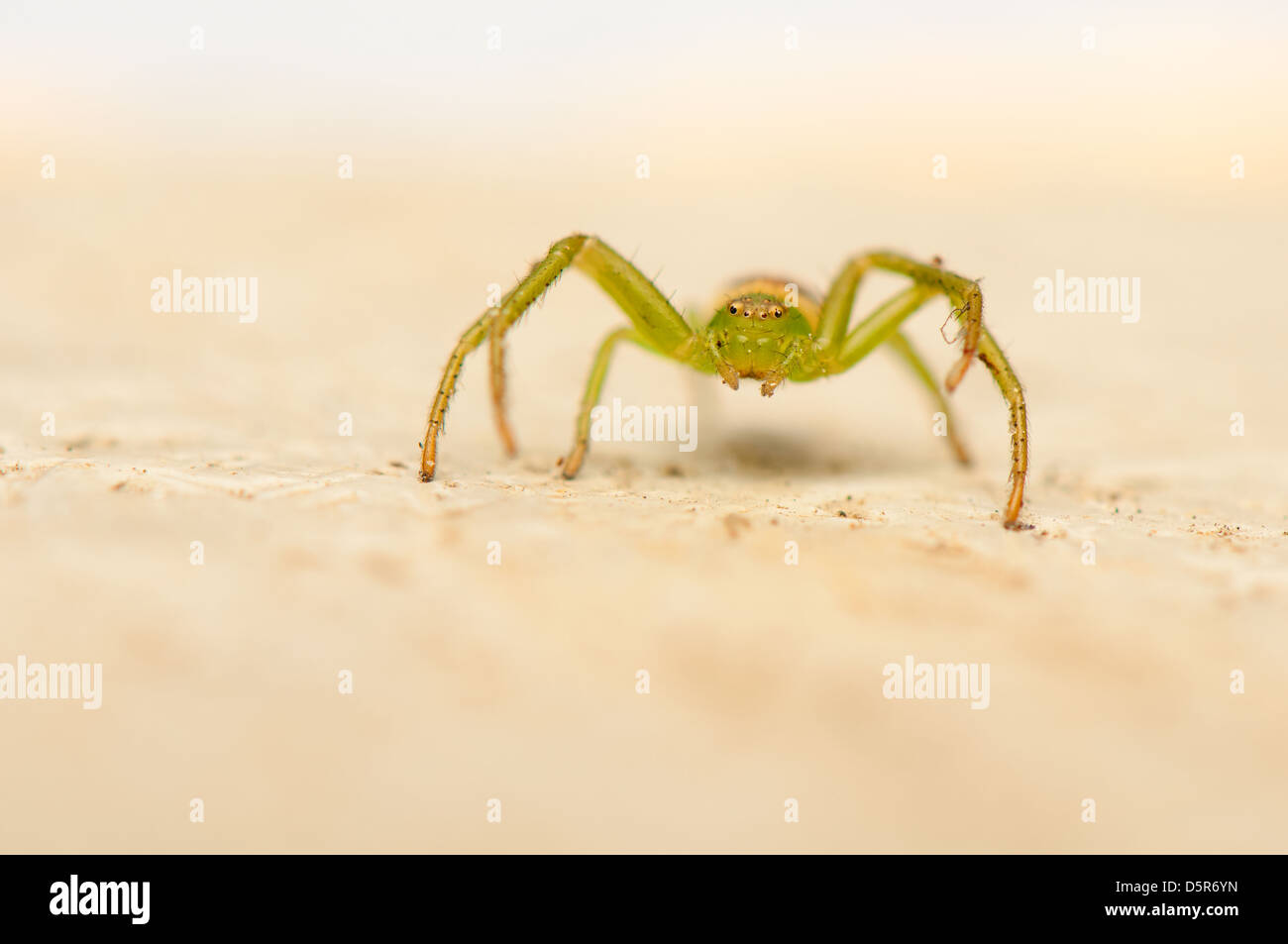 Diaea dorsata hi-res stock photography and images - Alamy
