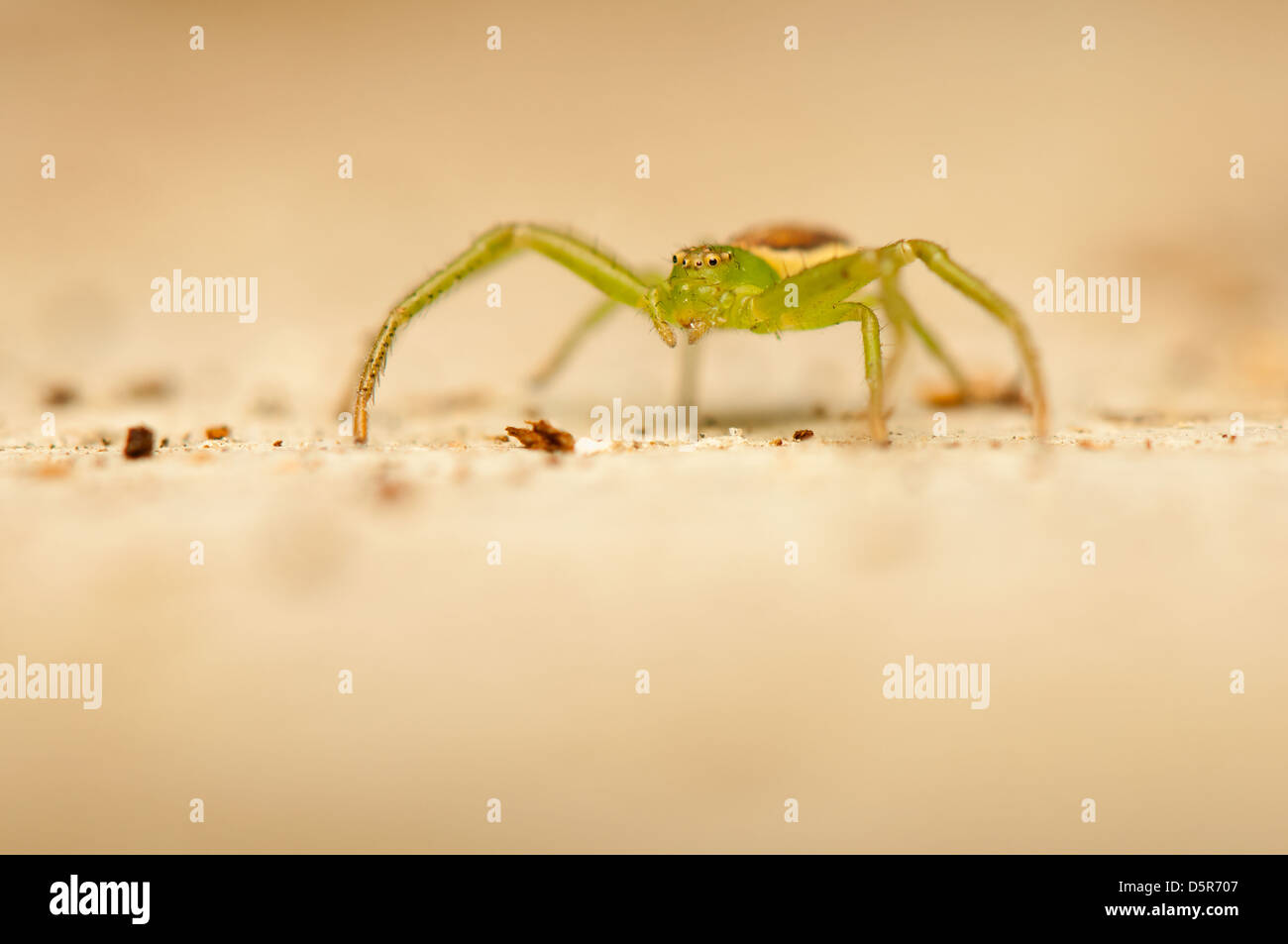 Diaea dorsata hi-res stock photography and images - Alamy