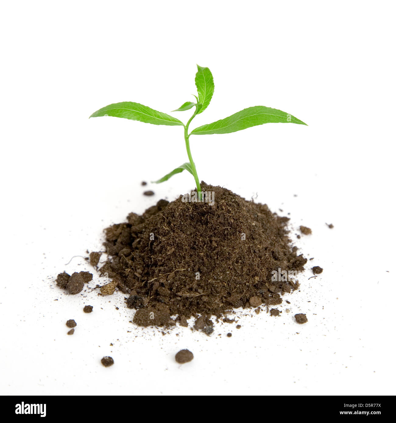 Little plant growing on white isolated background Stock Photo - Alamy