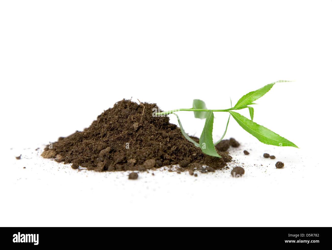 Little plant growing on white isolated background Stock Photo - Alamy