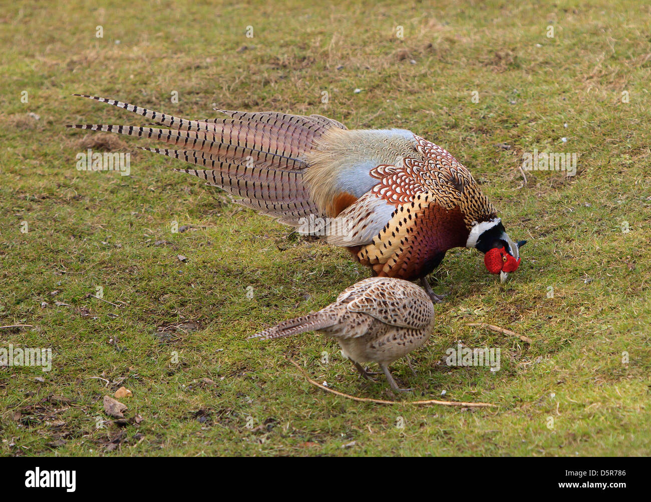 Male Pheasant displaying to female Stock Photo - Alamy