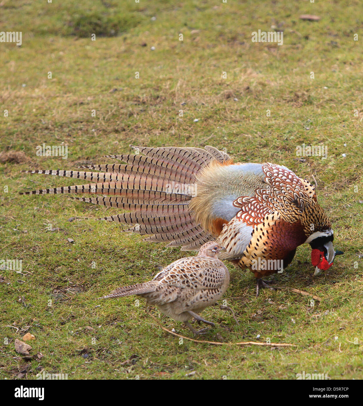 Male Pheasant displaying to female Stock Photo - Alamy