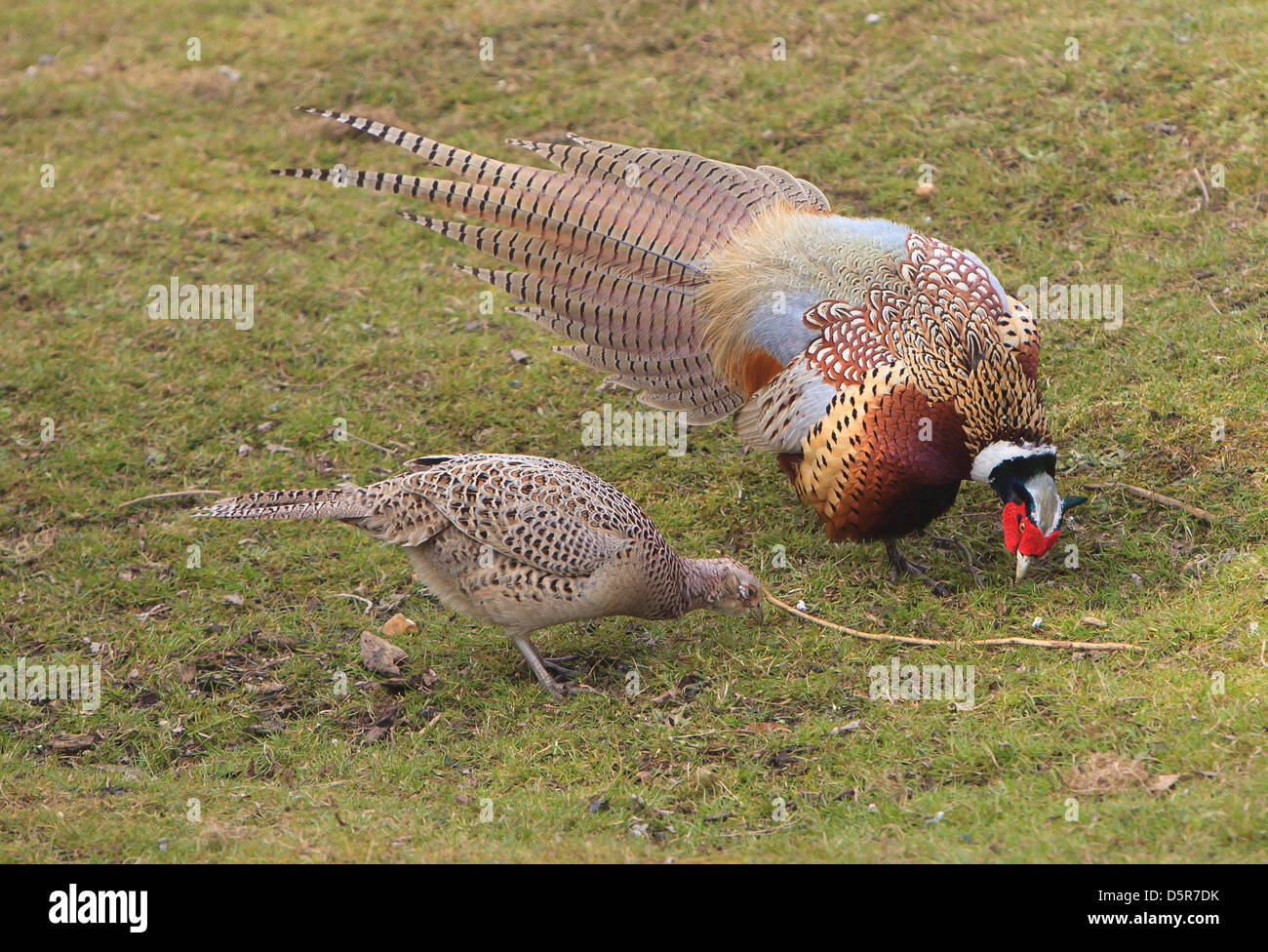 Male Pheasant displaying to female Stock Photo - Alamy