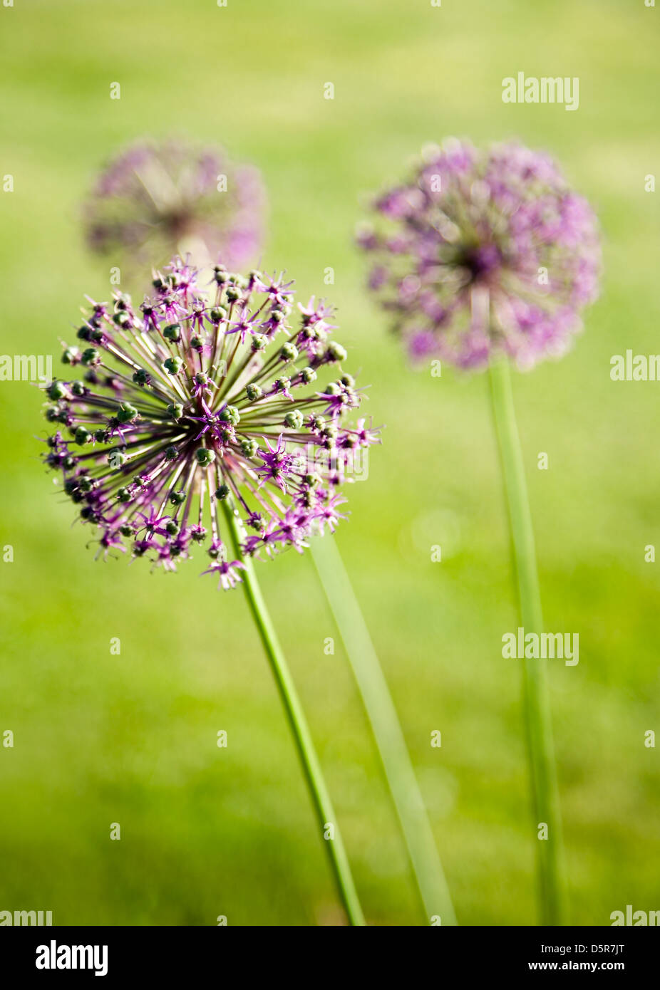 Round shape flowers hi-res stock photography and images - Alamy