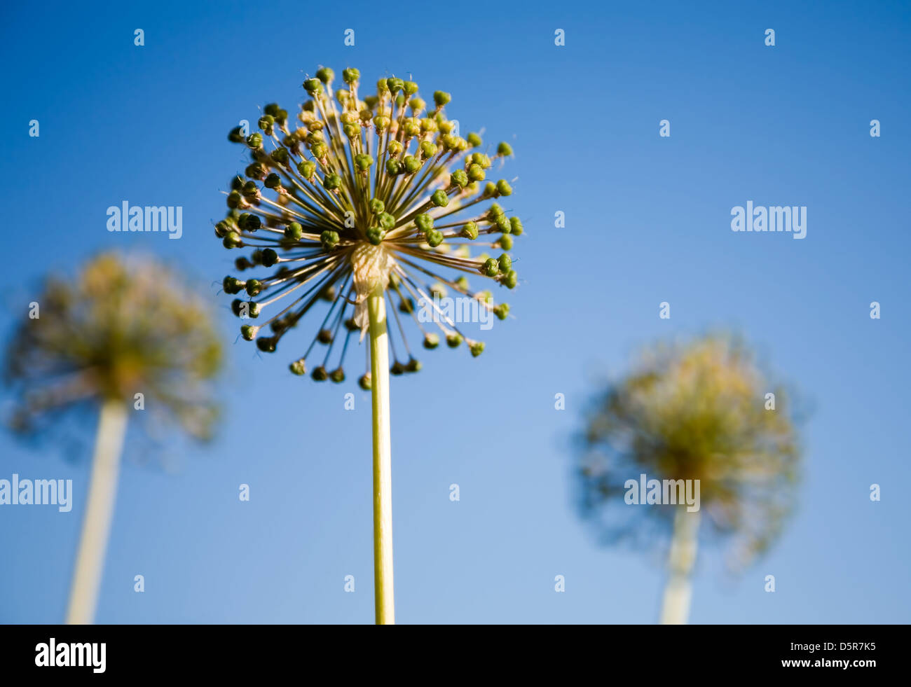 Round shape flowers hi-res stock photography and images - Alamy