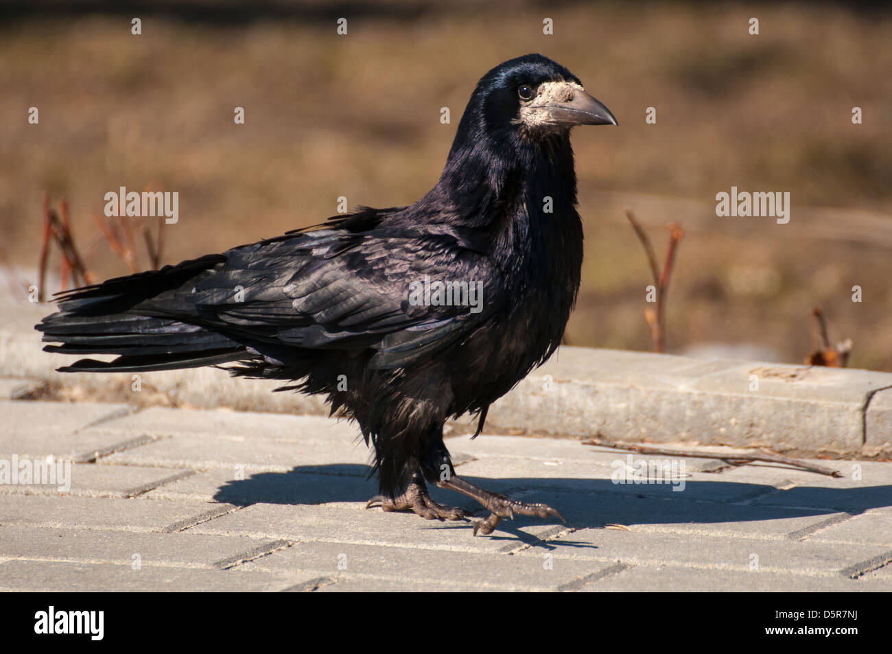 Rook snow hi-res stock photography and images - Alamy
