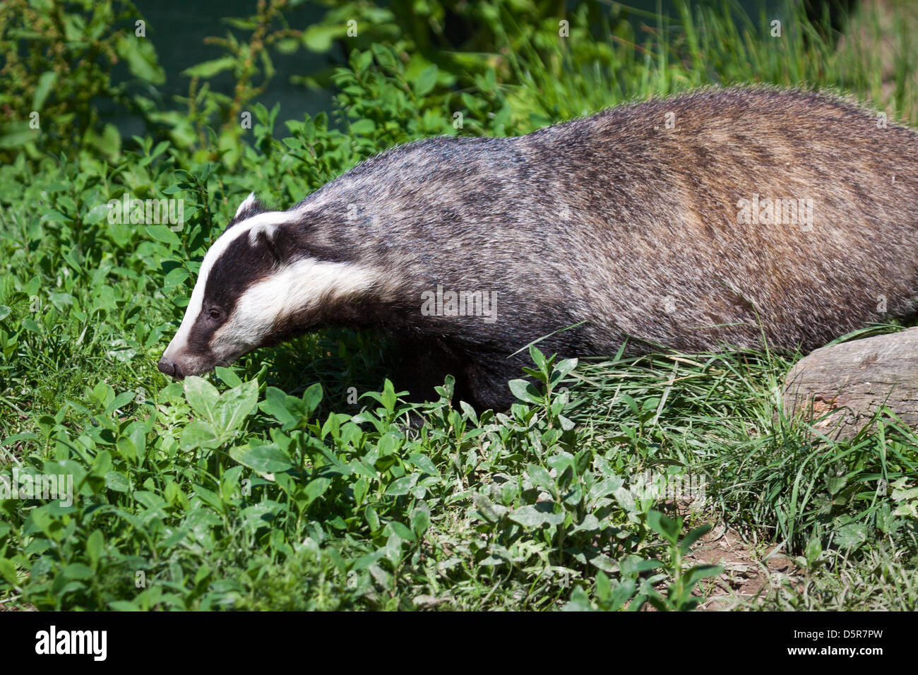 Close-up shot of an European Badger (meles meles Stock Photo - Alamy