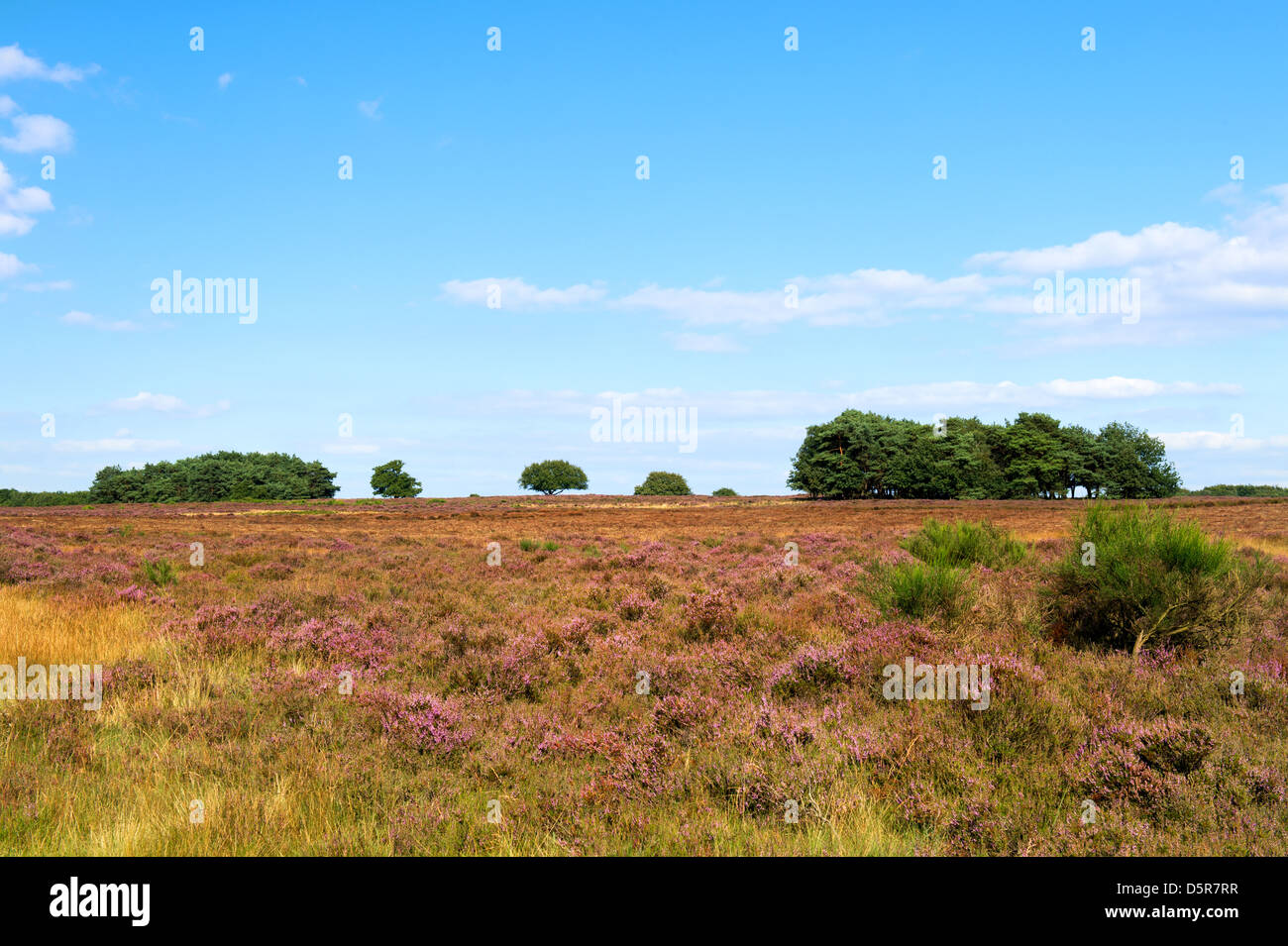 Landscape with flowering heather plants Stock Photo - Alamy