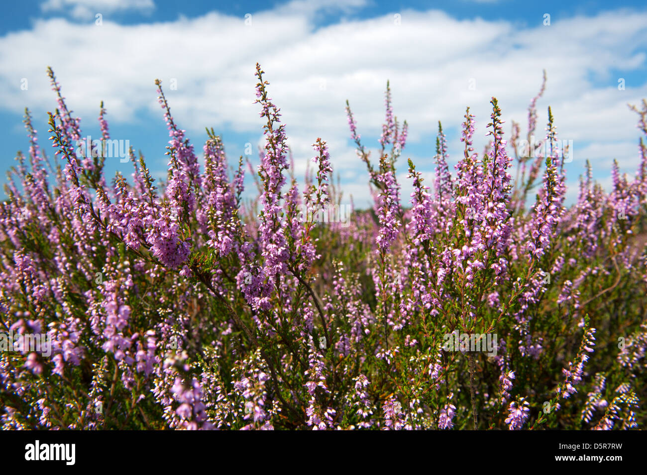 heather with purple flowers Stock Photo - Alamy